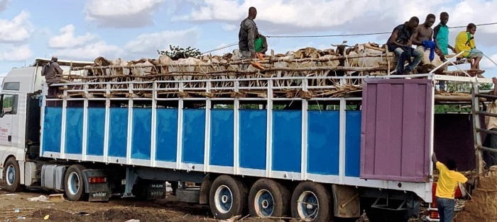 Boucle du Mouhoun : le transport de bétail hors des Banwa, suspendu ...